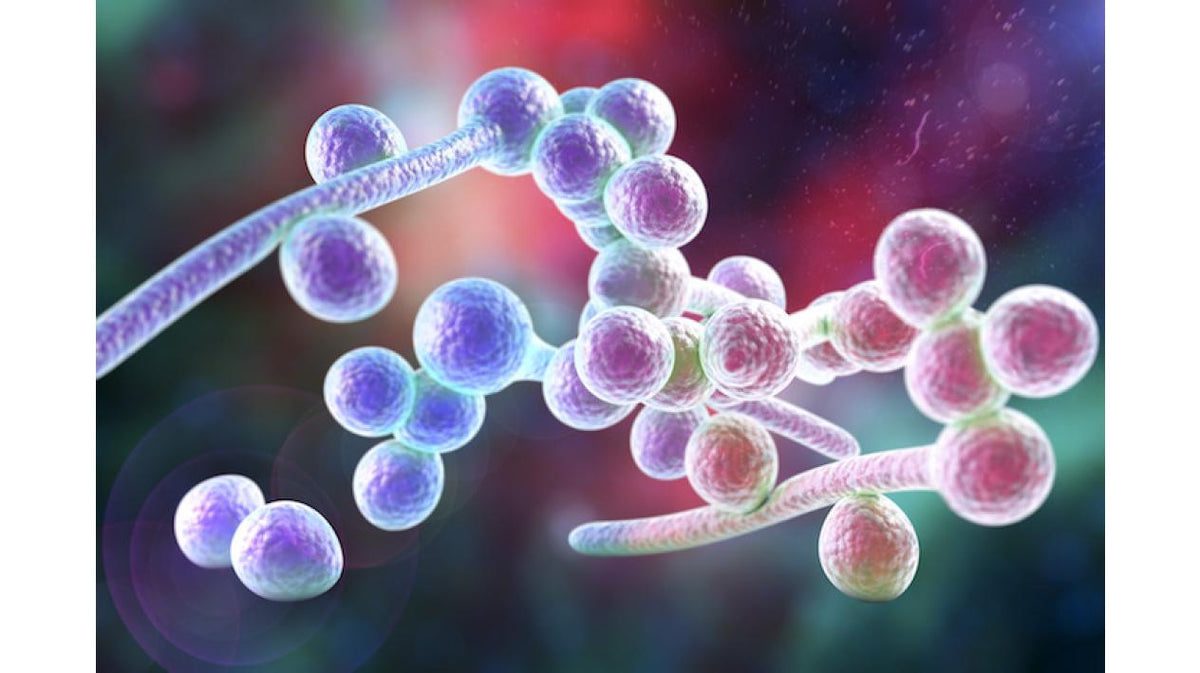 Candida cauze, simptome și remedii – Faunus Plant