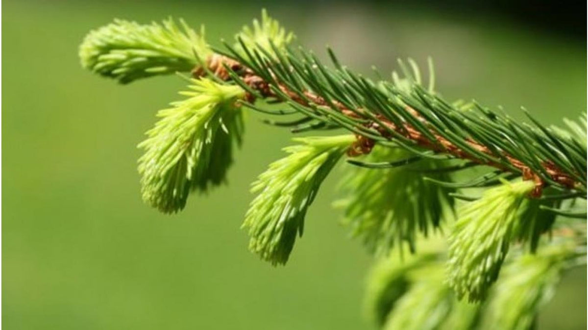 Muguri de pin beneficii. Află cum susțin sănătatea ta – Faunus Plant